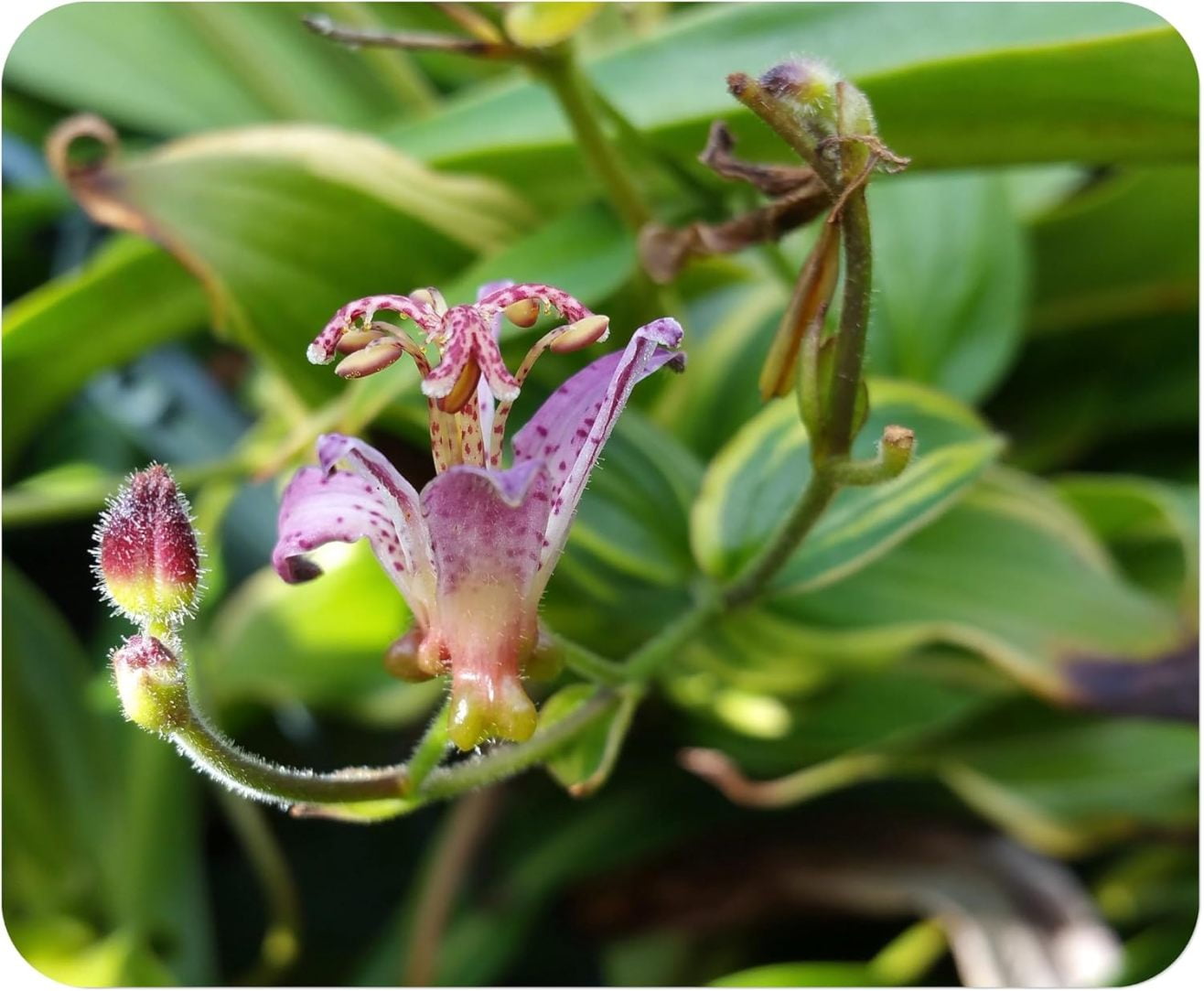 Toad Lily Variegated Live Tropical Plant Shade Garden Tricyrtis Samurai ...