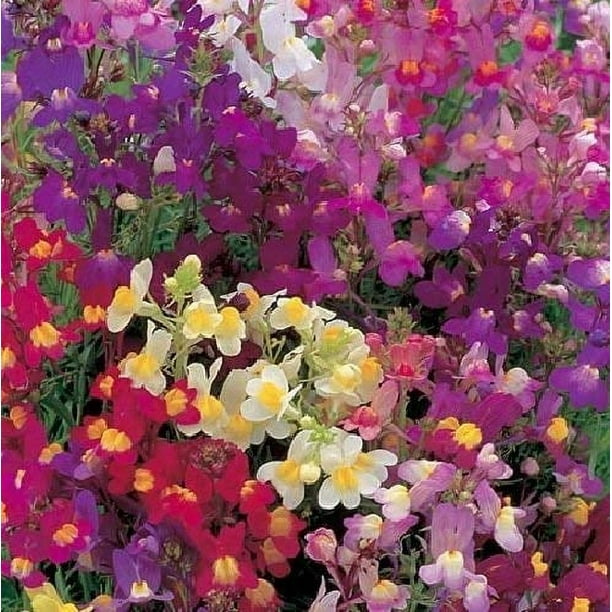 Toadflax Dwarf Fairy Mix Bouquet Flower Seeds, 5000 Seeds Per Packet, , Linaria Maroccana, Isla ...