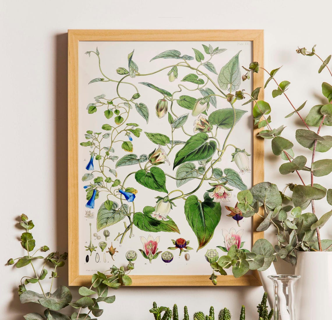 Tobacco Print, Tobacco, Medicinal Drug Print, Vintage Plant Print ...