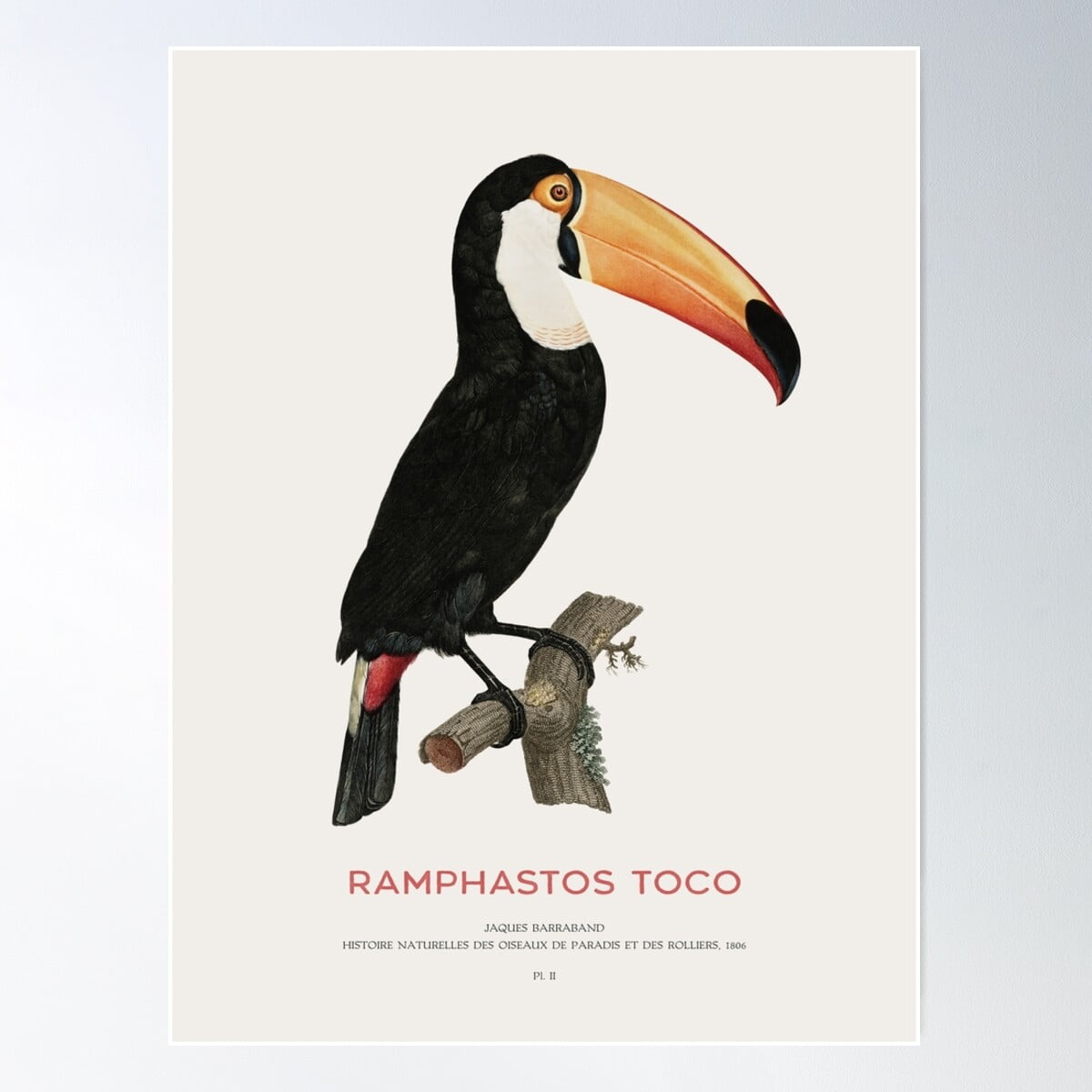 Toco Toucan Or Ramphastos Toco Poster Wall Art, Modern Wall Decor For ...
