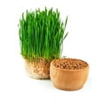 Todd's - PresNok Hard Red Wheatgrass - 5 Lb's - Sprouting for Sale ...