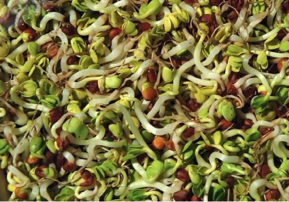 Todd's Seeds Bean Sprouting Seed Mix; Adzuki, Mung Bean, Red Lentil ...