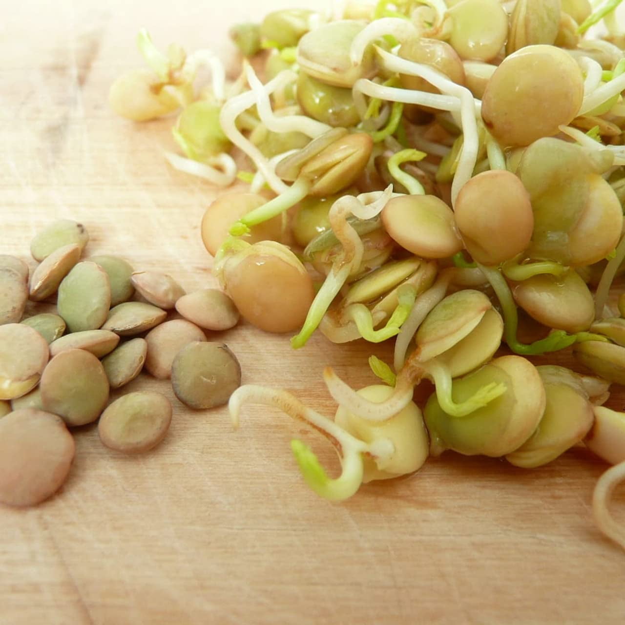 Todd's Seeds Sprouting AJH3 Green Lentil Seeds, Heirloom, Non-GMO ...