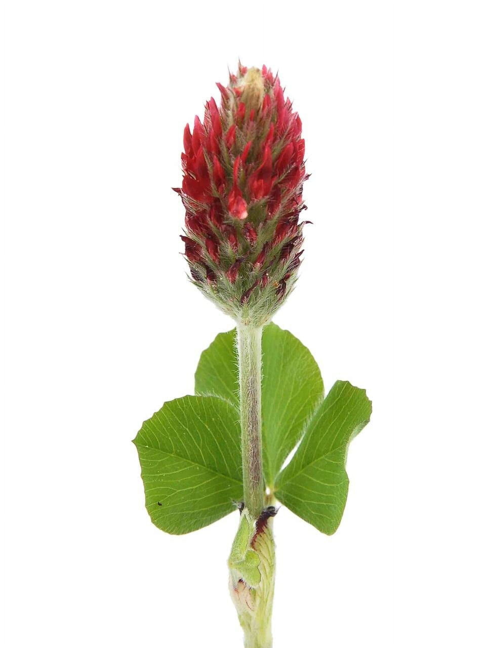 Todd's Seeds Sprouting TWE5 Crimson Clover Seeds, Heirloom, Non-GMO ...