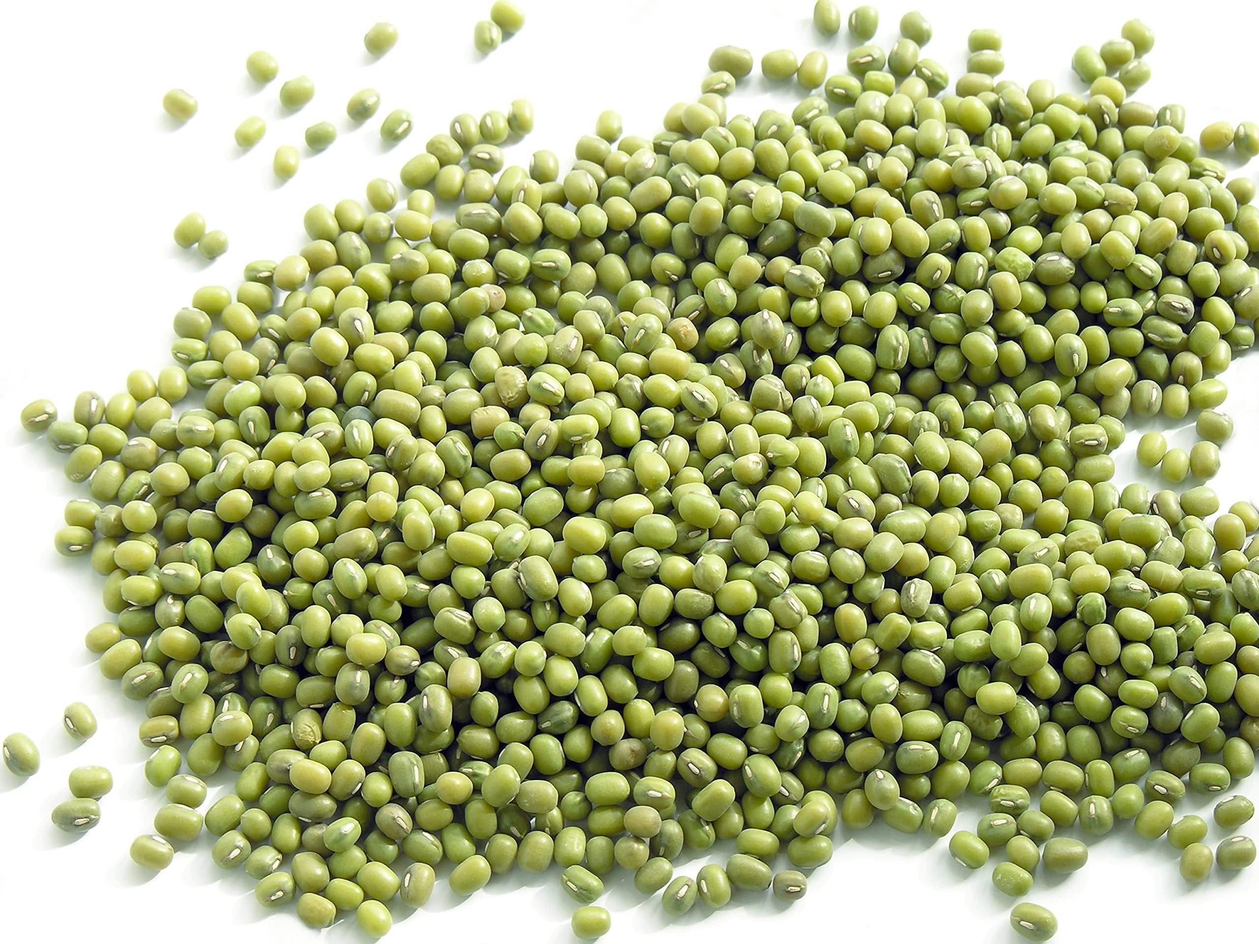 Todd's Seeds® Sprouting TWE5 Seeds Mung Bean, Chinese Bean Sprouts, 5 ...