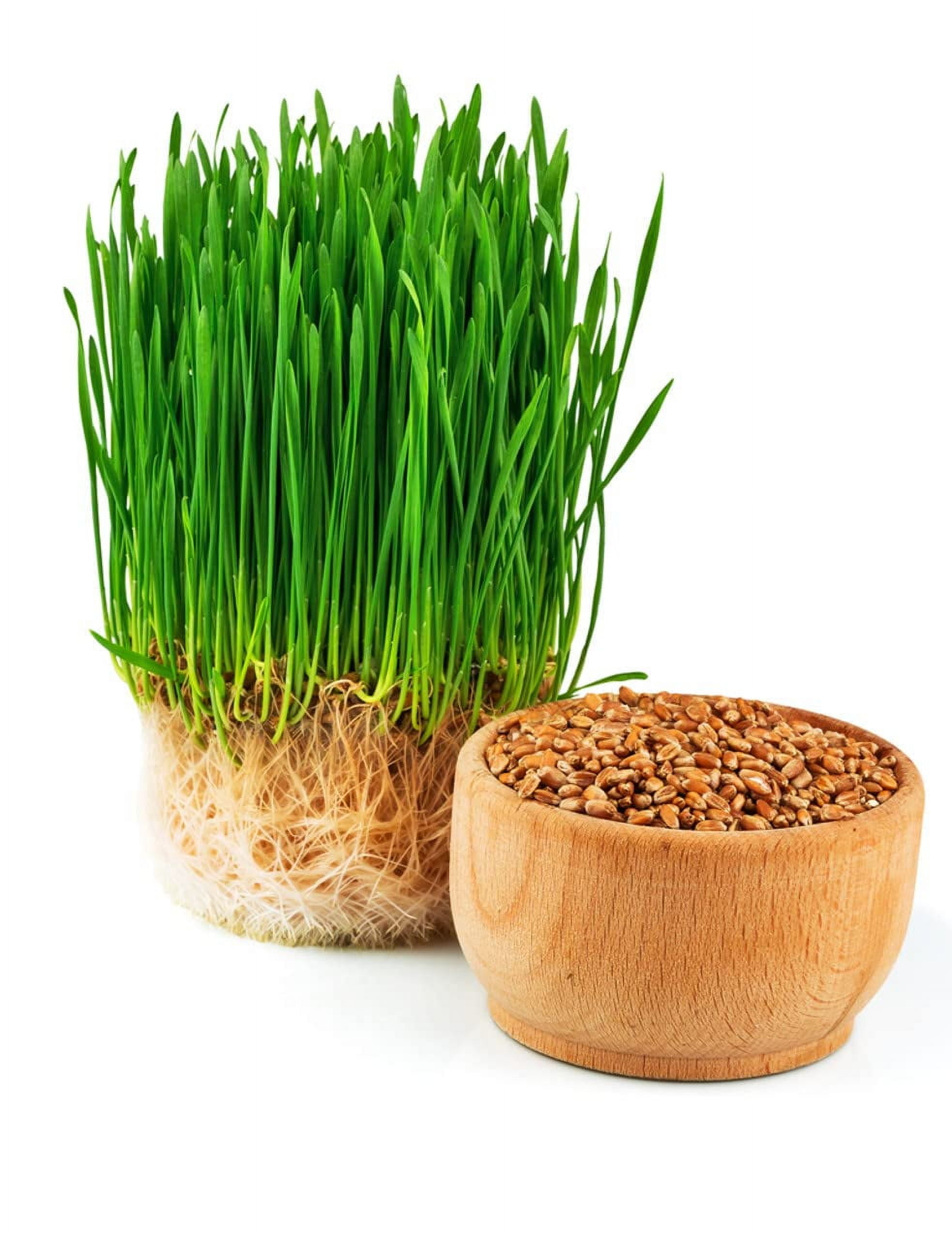 Todd's -UMRT Hard Red Wheatgrass - 5 Lb's - Sprouting for Sale - Plant ...