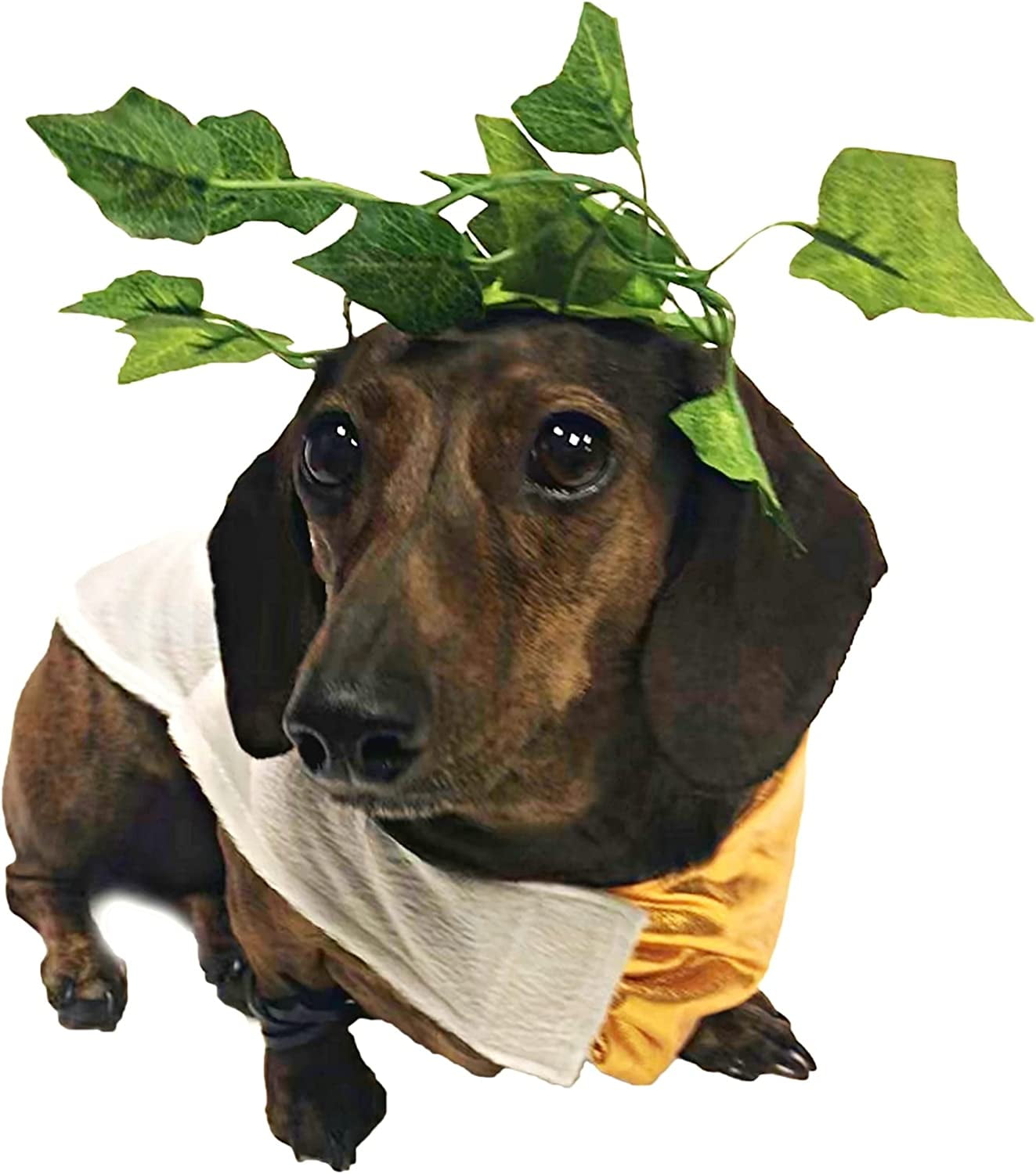 Toga Dog Halloween Costume (Medium) - Walmart.com