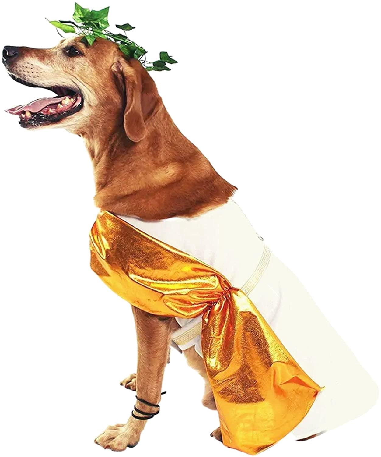 Toga Dog Halloween Costume (X-Large) - Walmart.com