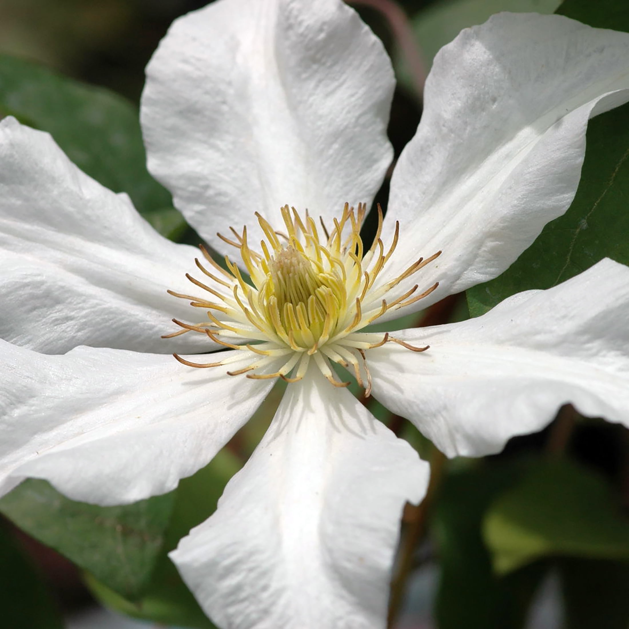 Toki Clematis - Huge Snow White Flowers- 2.5" Pot - Walmart.com