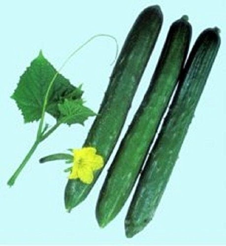 Tokiwa,Japanese Long Cucumber AJH3 "Tokyo Green" (20 Seeds)Tender sweet ...