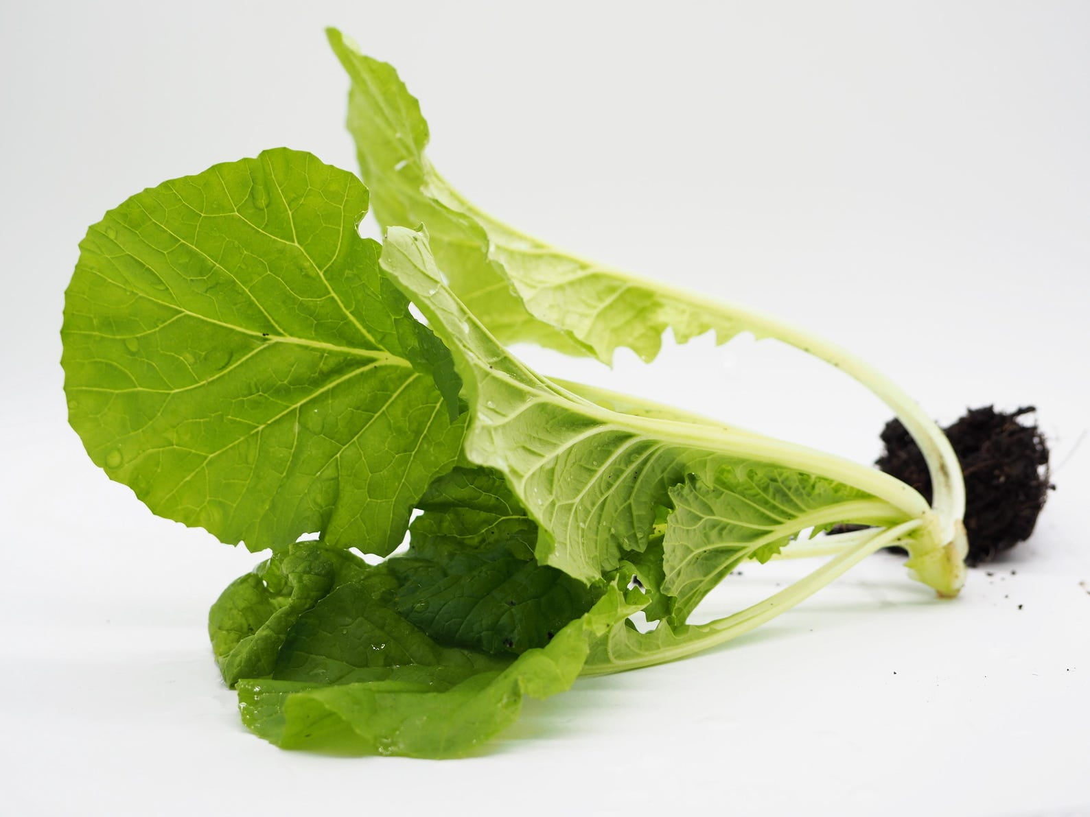 Tokyo Bekana Asian Cabbage Greens Premium Seed Packet - Walmart.com
