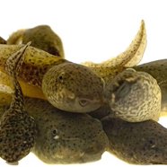 Wardley Pond Stix Fish Food, 15 Lb - Walmart.com