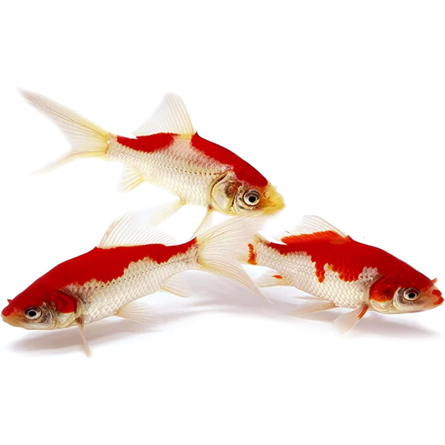 Toledo Goldfish Sarasa Comet Goldfish: Live Red and White Goldfish with ...