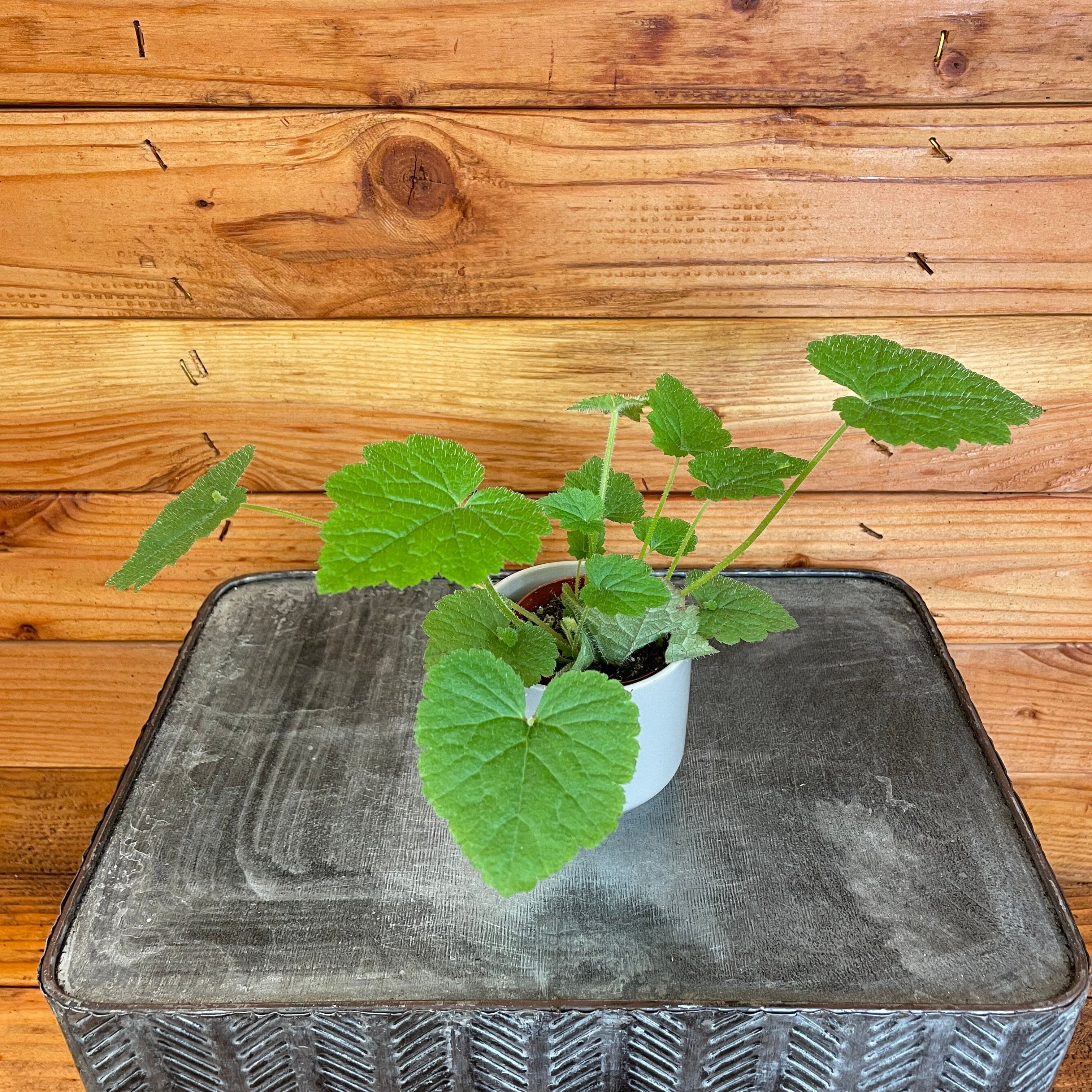 The Plant Farm's Tolmiea Piggyback Plant, Live Indoor 2" Plant ...