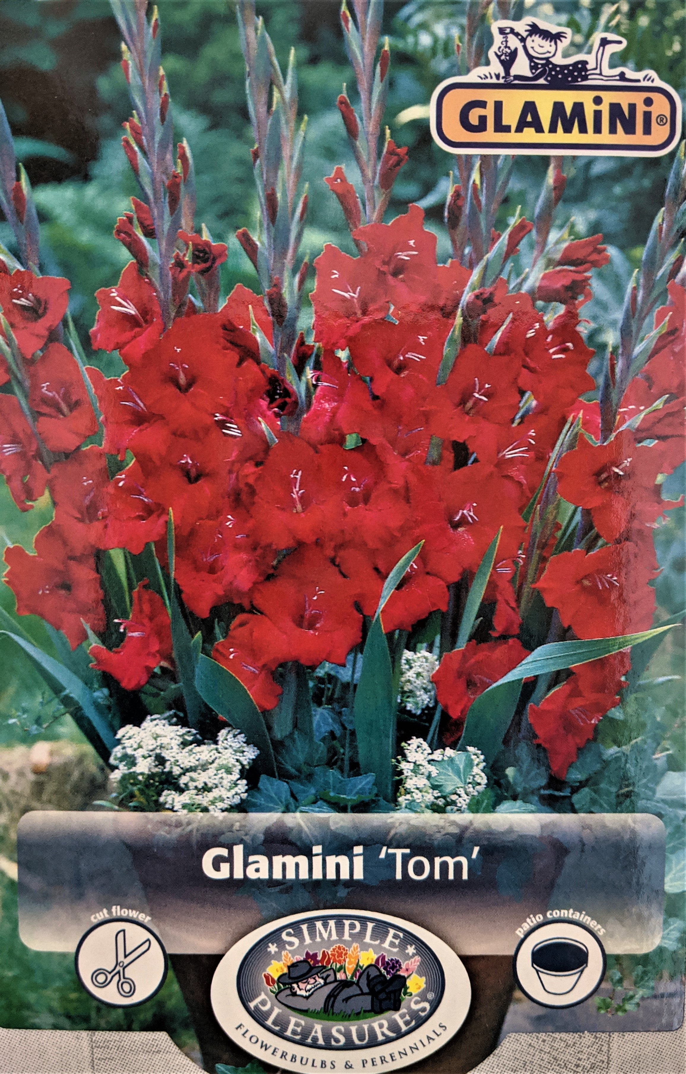 Tom Glamini Gladiolus 10 Bulbs - NEW! - Petite - 10/12 cm - Burgundy ...