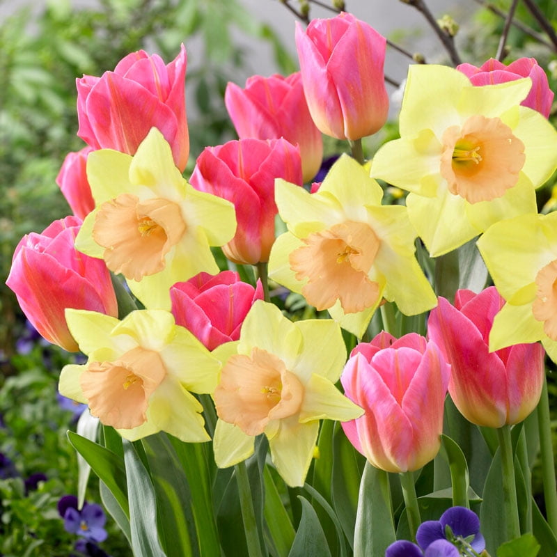 Tom Pouce Spring Mix Flower Bulbs - 10 Bulbs per Pack - Good as Cut ...