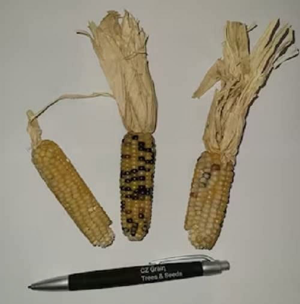 Tom Thumb Corn Seeds - 50 Seeds - Tiny Tim Indian Corn, Grow Tiny Ears ...
