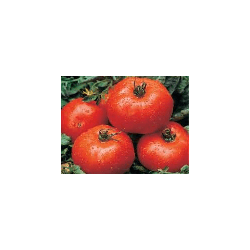 Tomato Ace 55 Great Heirloom Garden Vegetable Seeds By Seed Kingdom (1 ...