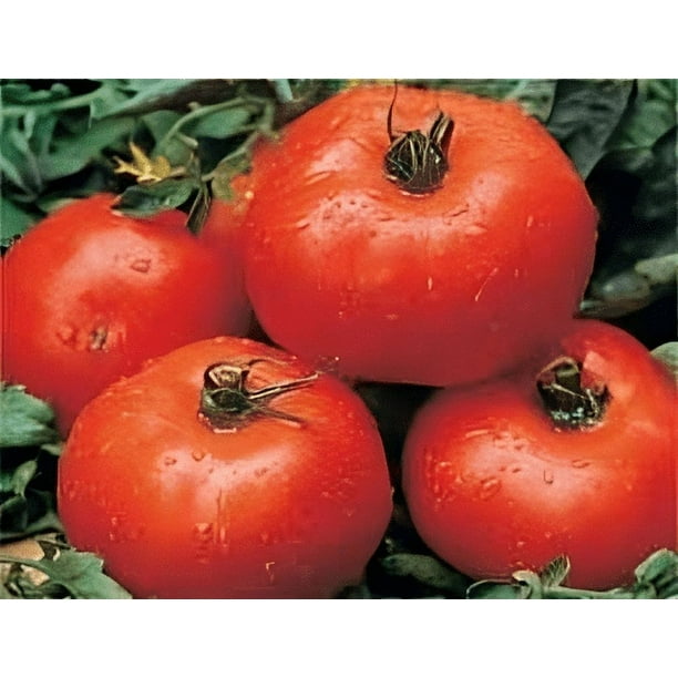 Tomato Ace 55 Great Heirloom Garden Vegetable By Seed Kingdom 3,000 ...