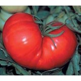 Beefsteak Big Tomatoes - Heirloom Garden Vegetable, 200 Seeds - Walmart.com