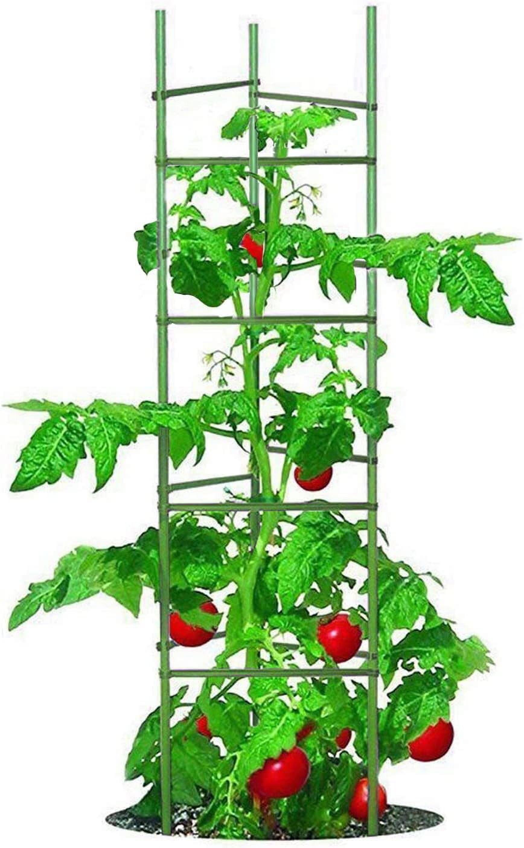 Tomato Cage 5ft 6-Pack Large Tall Tomato Cages Tomato Stakes Plants ...
