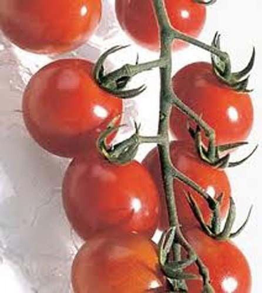 Tomato Chadwick Cherry Great Heirloom Garden Vegetable 30 Seeds ...