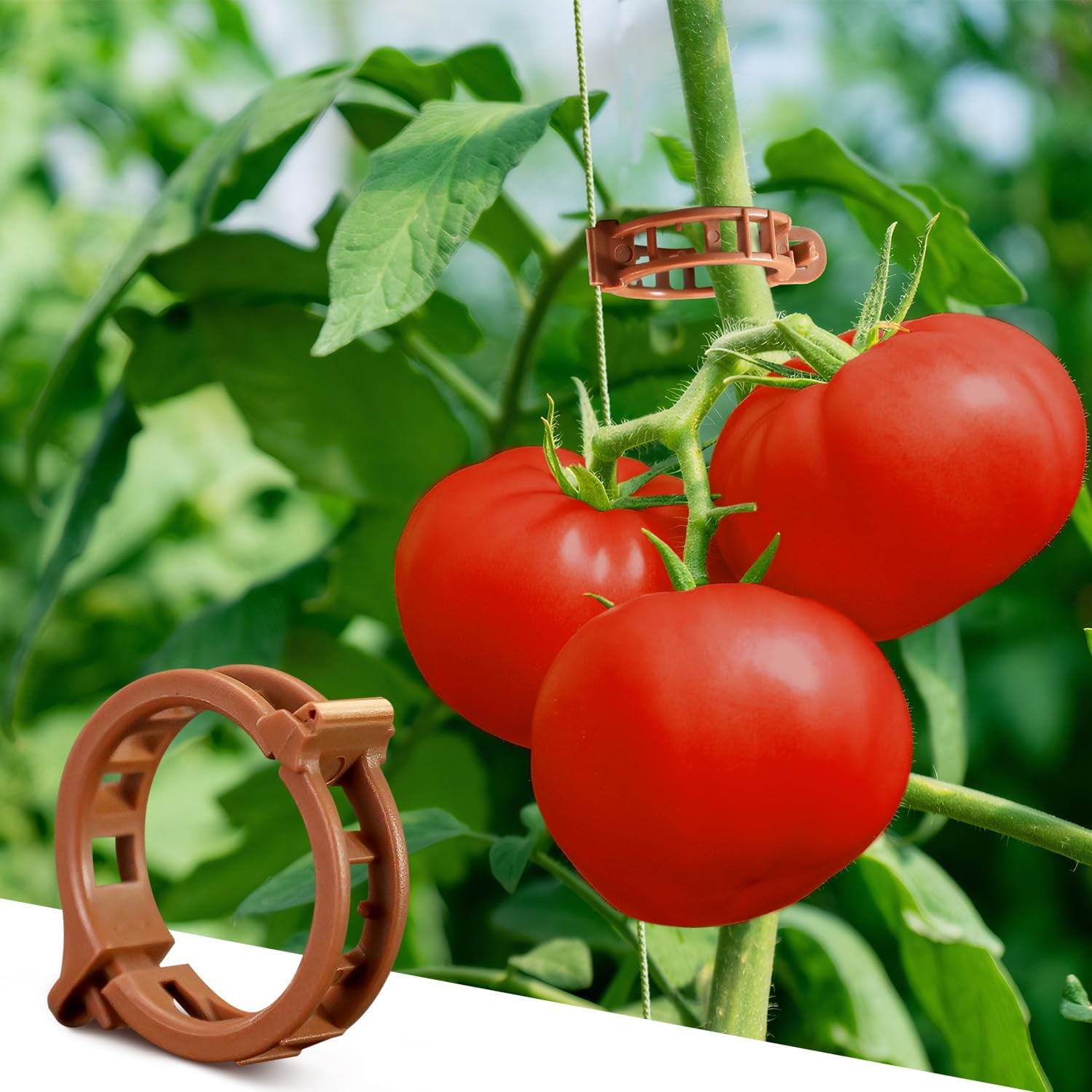Tomato Clips for String Trellis, Plant Support Clips, Plastic Trellis ...