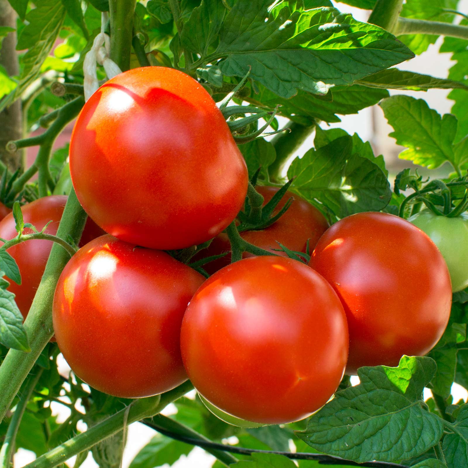 Tomato Garden Seeds - Oregon Spring - 0.25 Oz - Non-GMO, Heirloom ...