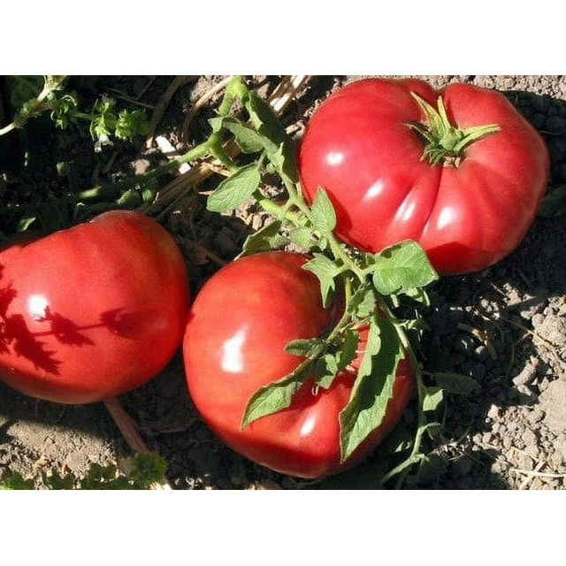 Tomato German Johnson Great Heirloom Garden Vegetable by Seed Kingdom ...