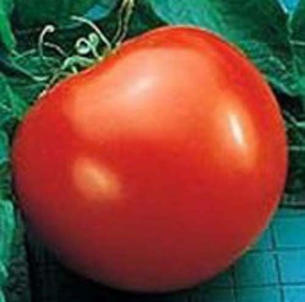 Tomato Goliath - Hybrid Great Garden Vegetable 10 Seeds - Walmart.com