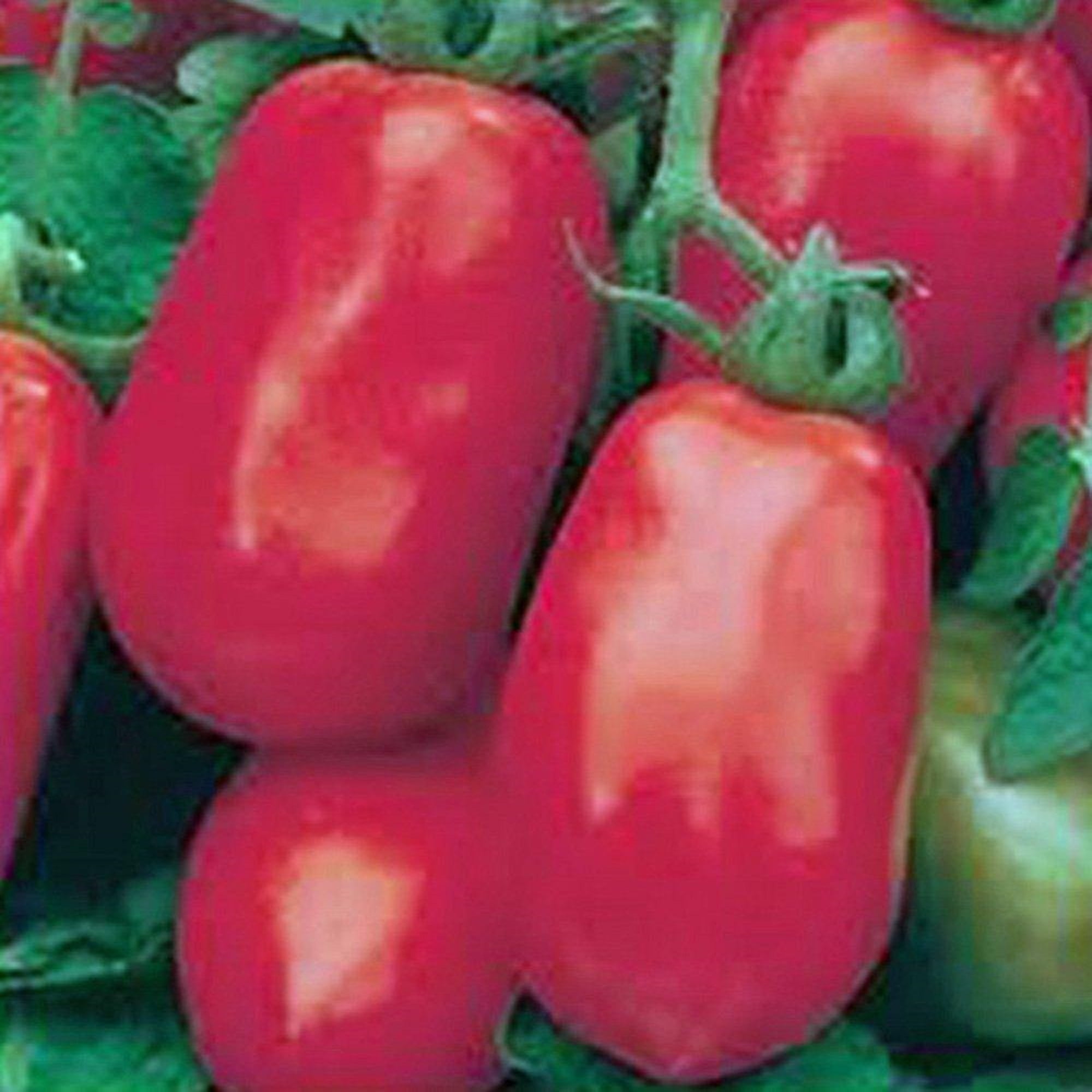 Country Creek, Heirloom Roma Tomato Seeds, Non-GMO, Italian Plum, 100 ...