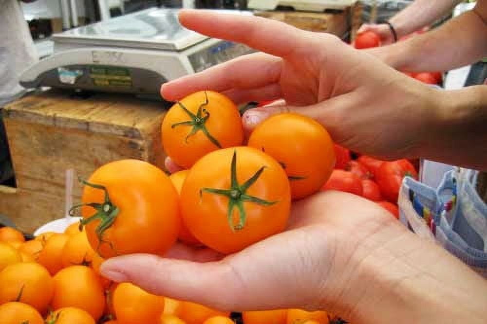 Tomato Jubilee Great Garden Heirloom Vegetable By Seed Kingdom BULK ...
