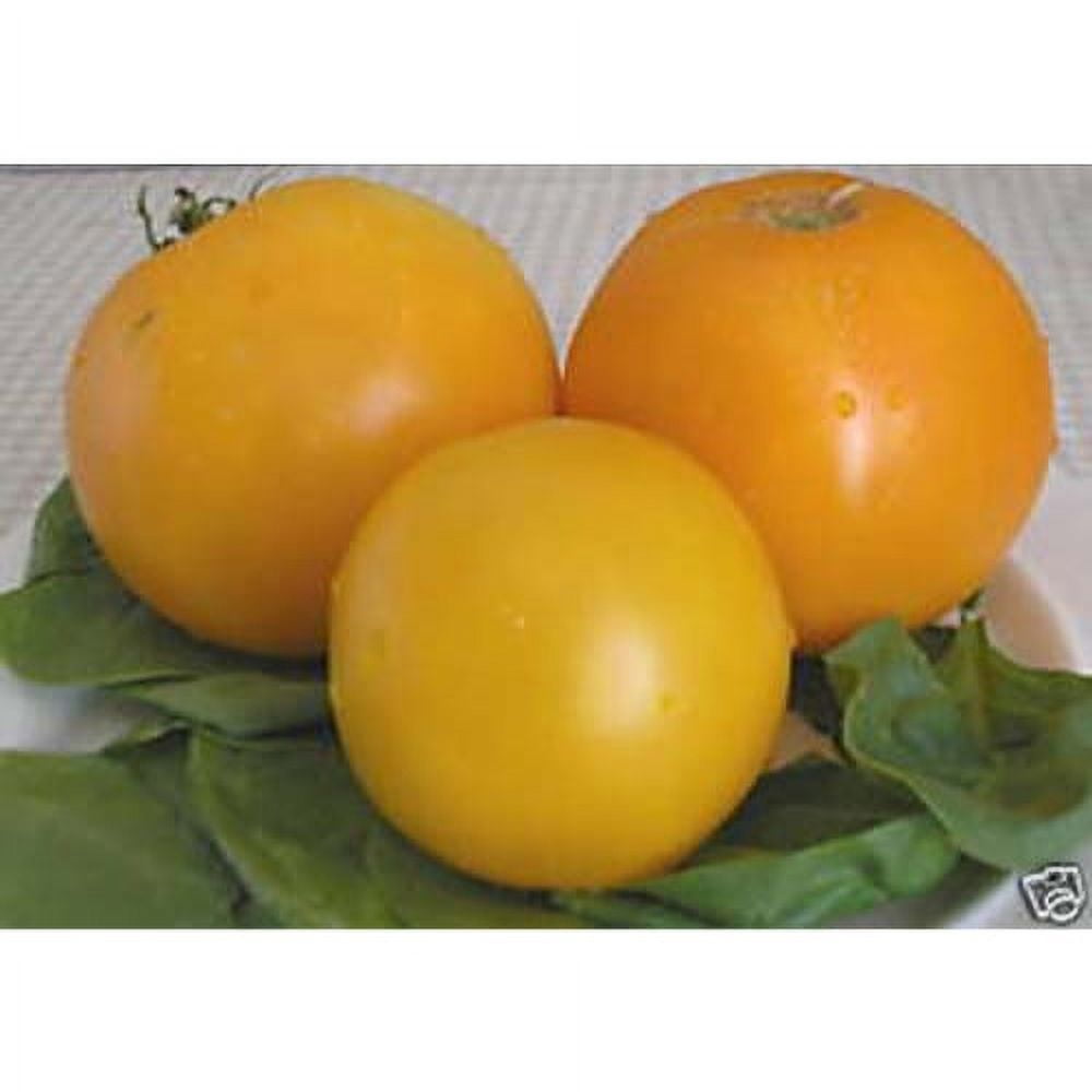 Tomato Lemon Boy Hybrid Great Garden Vegetable 30 Seeds - Walmart.com