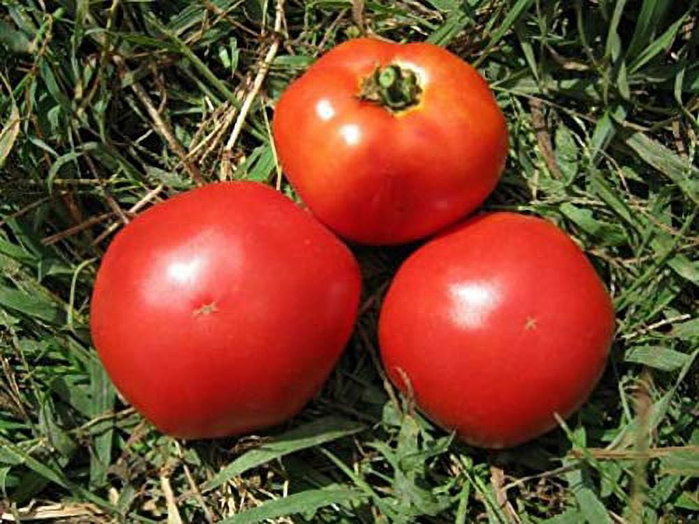 Tomato Marglobe Great Heirloom Garden Vegetable by Seed Kingdom 800 ...