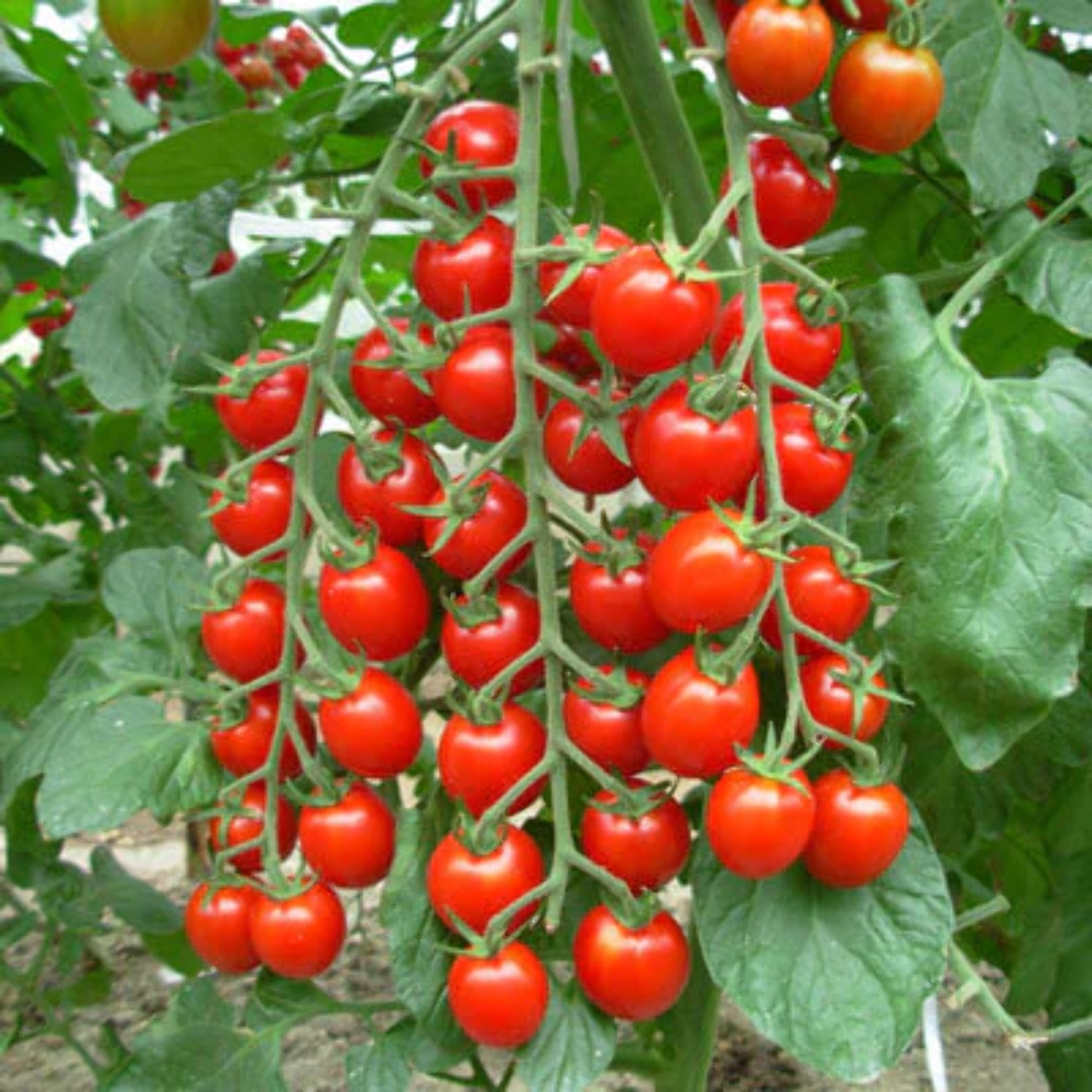 Tomato Nature's Bites F1 Seed - Walmart.com
