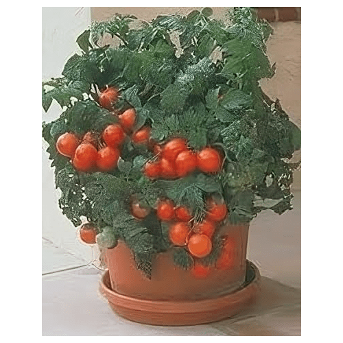 Tomato Patio - Hybrid Great Garden Vegetable Seeds by Seed Kingdom (100 ...
