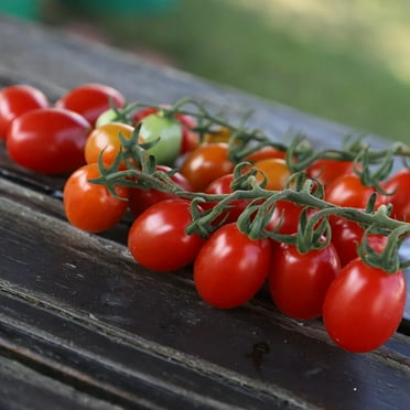 Burpee ' Chadwick Cherry' Organic | Red Cherry Tomato | 75 Seeds ...