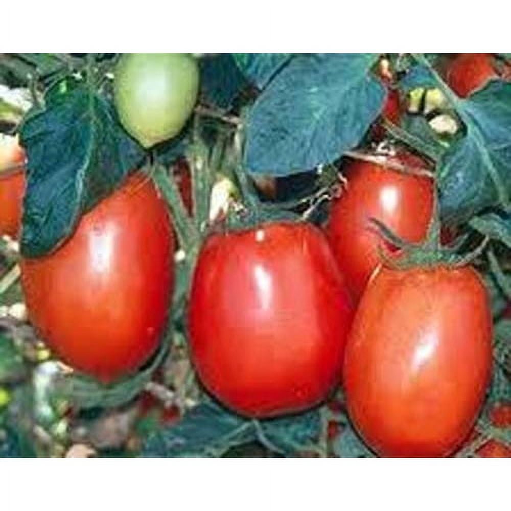 Tomato Rio Grande Great Heirloom Garden Vegetable by Seed Kingdom 400 ...