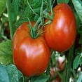 Tomato, Rutgers, Heirloom, 200 Seeds, Deliciously Sweet RED Tasty Fruit ...