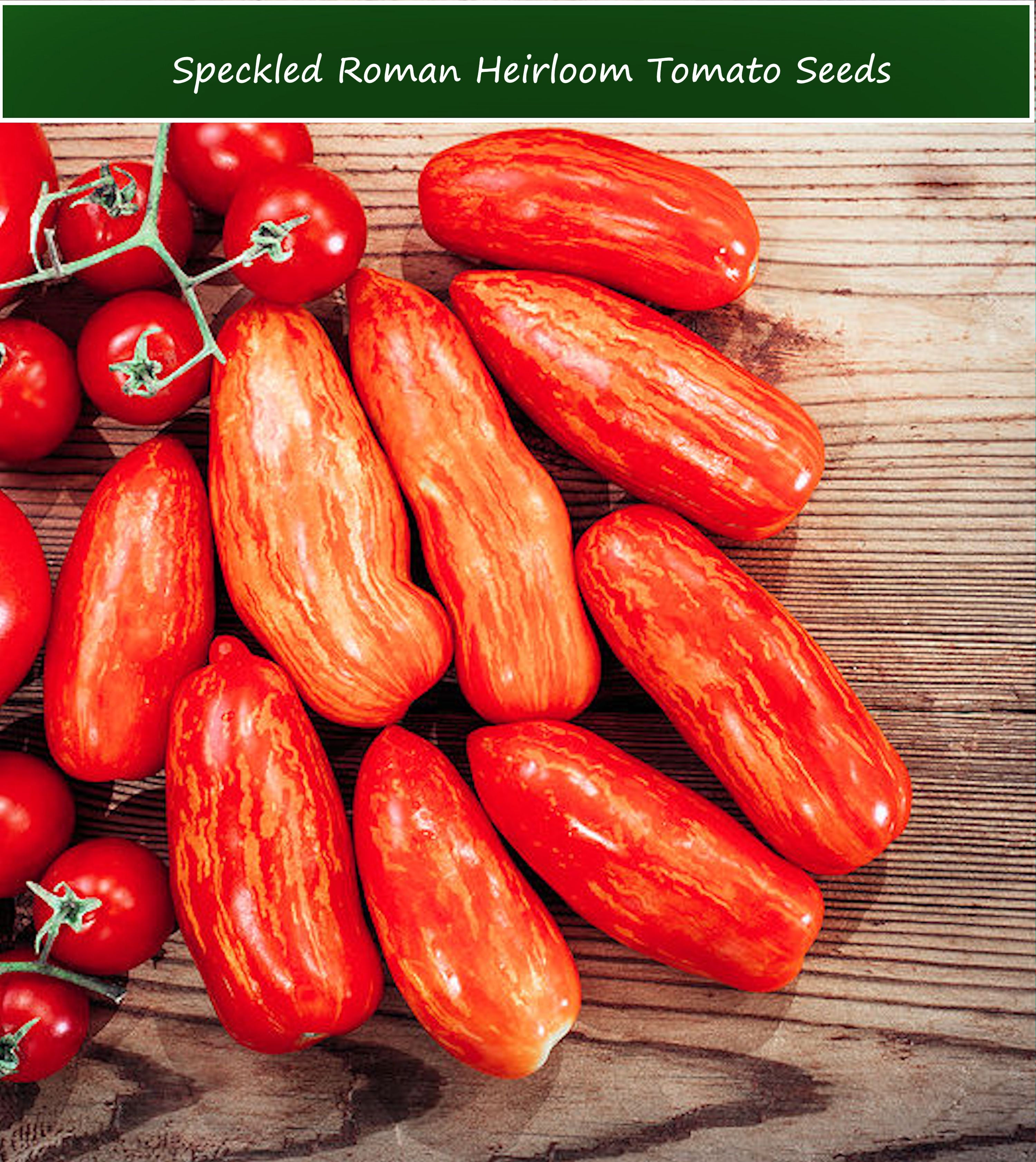 Tomato SEEDS - Speckled Roman Tomato 20 Heirloom Vegetable Seeds ...