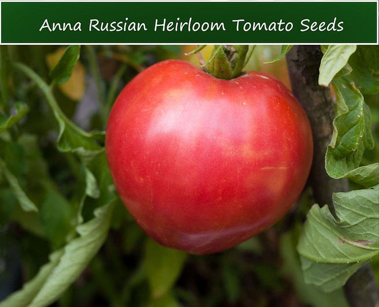 Tomato Seeds--Anna Russian Tomato-- 20 Vegetable Seeds -Heirloom- Old ...