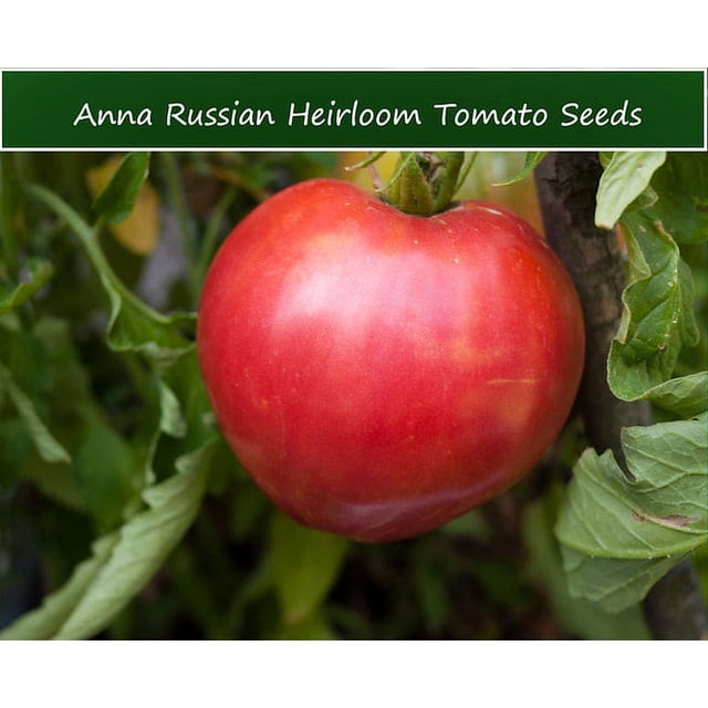 Tomato Seeds--Anna Russian Tomato-- 20 Vegetable Seeds -Heirloom- Old ...