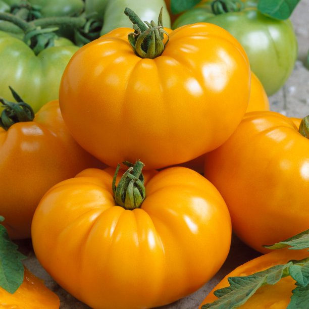 Tomato Seeds - Chef's Choice Orange F1 - Packet - Vegetable Seeds ...