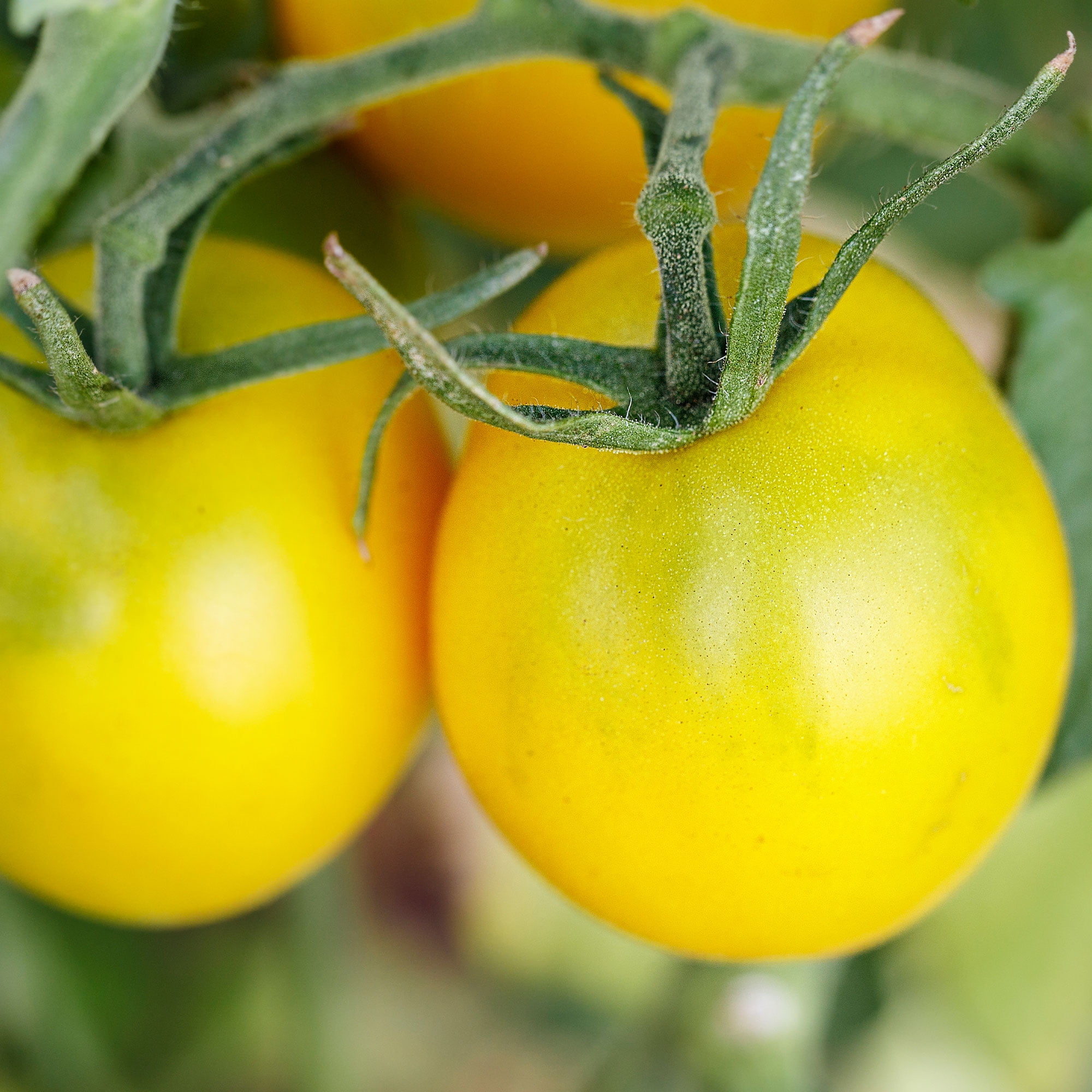 Tomato Seeds - Golden Sunburst - 1 Oz ~6800 Seeds - Solanum ...