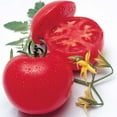 Kitazawa Seed Company 10 Momotaro Tough Boy Fight Tomato Plant Seeds ...
