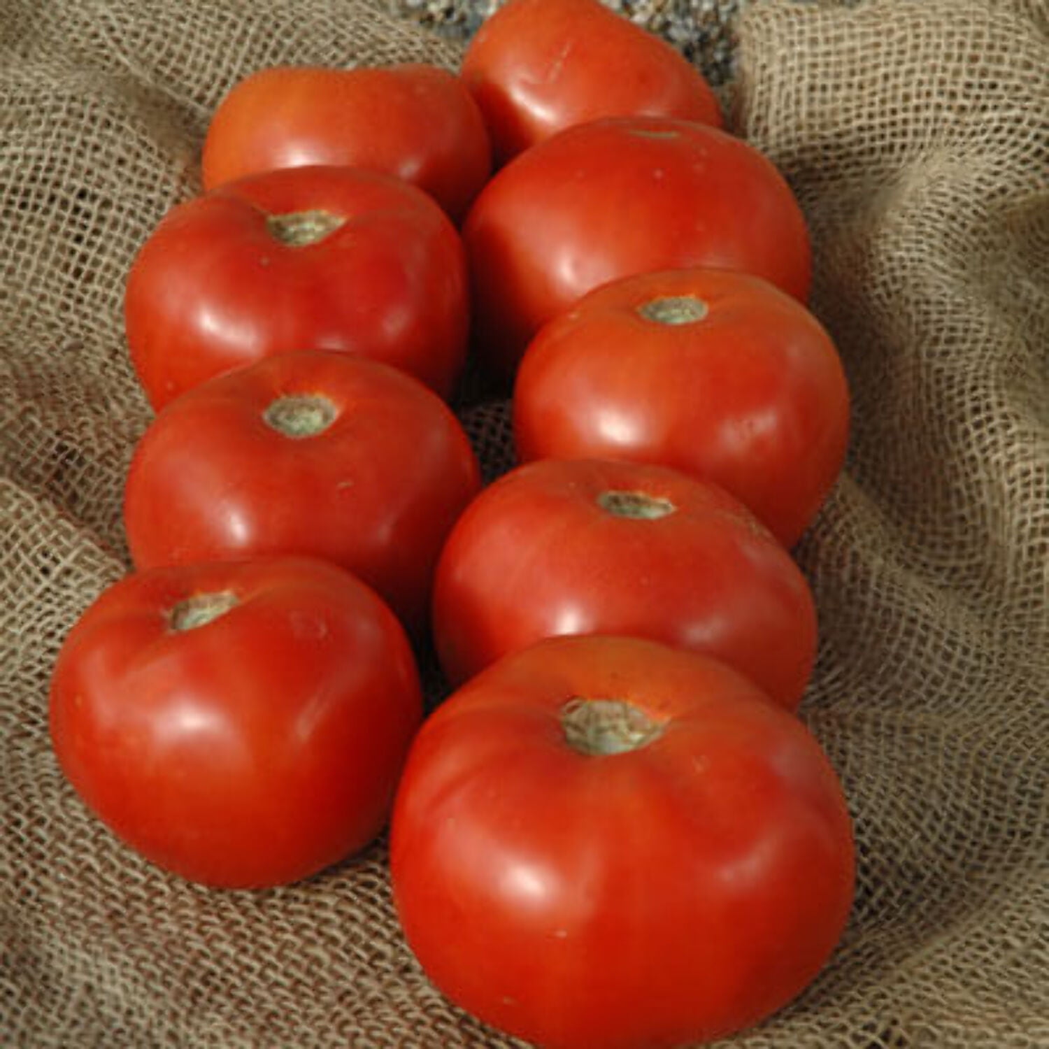 Tomato Mountain Majesty F1 - Walmart.com