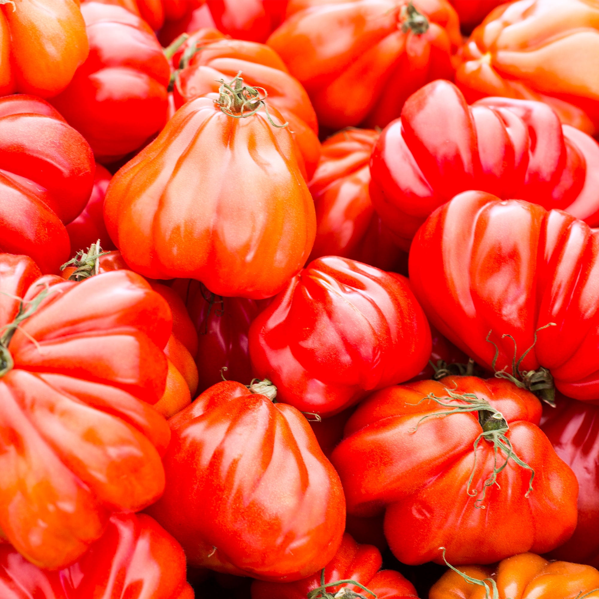 Tomato Seeds - Oxheart Pink - 5 Lb ~544000 Seeds - Solanum lycopersicum ...