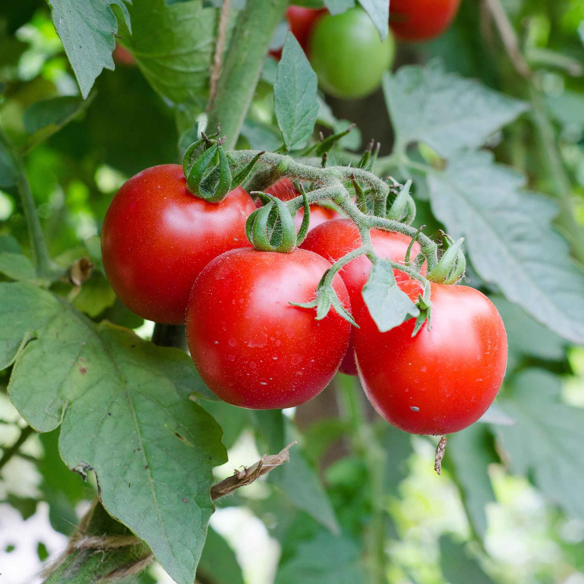 Eden Brothers Tomato Seeds - Red Cherry - Large - Walmart Business Supplies