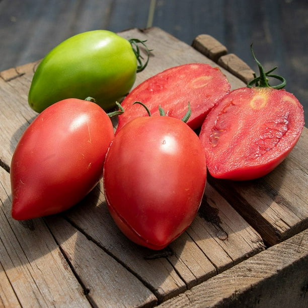 Tomato Seeds - Rugby F1 - Packet - Vegetable Seeds, Hybrid Seed Easy to ...