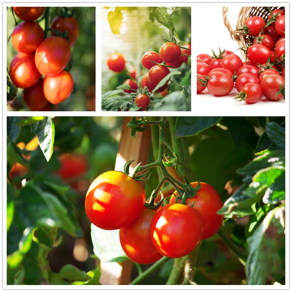Tomato Seeds for Planting, Pack of 300 Vegetable Seeds for Planting ...